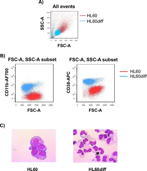 Neutrophil Isolation And Analysis To Determine Their Role In Lymphoma Cell Sensitivity To