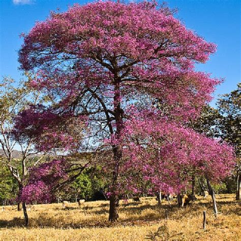 What Are Rosewood Trees Used For At Lorenzo Marrs Blog