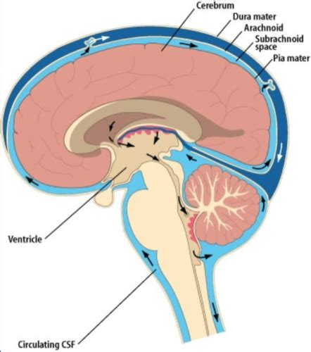 Meningitis Flashcards Quizlet