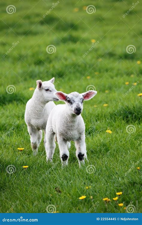 Spring Lambs Stock Image Image Of Camera Cute Flowers 22554445