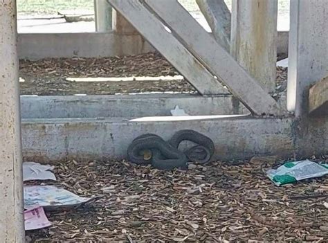 Змија од два метри забележана во Аеродром Градска редакција