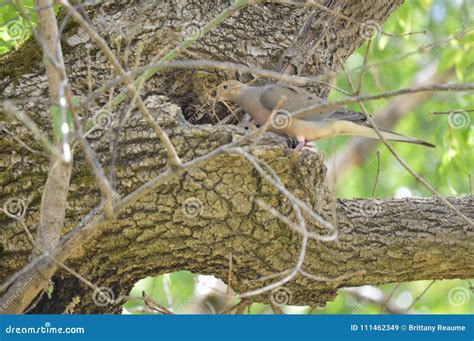 Bird Bringing Nesting Material To Their Home Stock Image Image Of Nesting Awaits