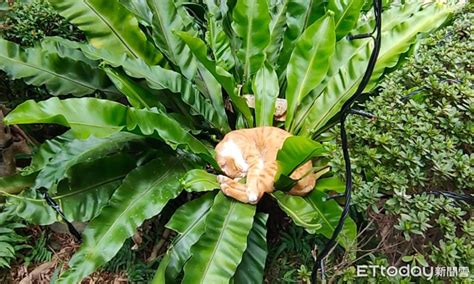 路上巧遇「多肉橘貓」輕功捲在植物上睡覺！ 喵奴興奮：開花了 Ettoday寵物雲 Ettoday新聞雲