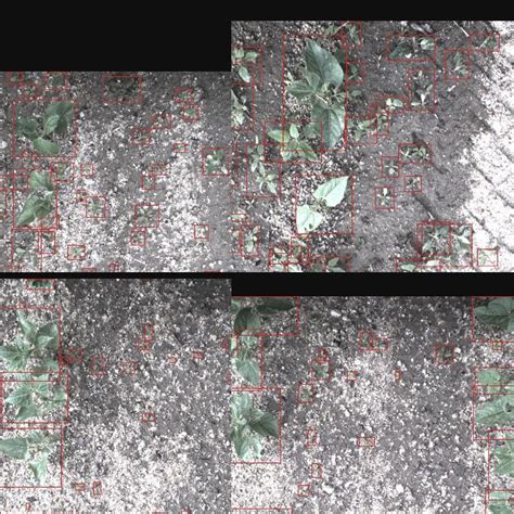 Crop And Weed Identifier Object Detection Model V6 Test 1 By AgroBotProjects