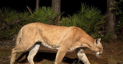 Highly Endangered Florida Panther Has More Space In South Florida