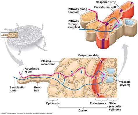 Root Pressure Diagram