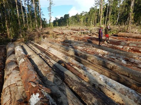 Illegal Logging In Malaysia