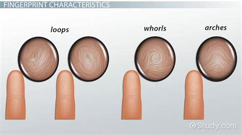 Latent Fingerprints Methods Development Techniques And Analysis Lesson