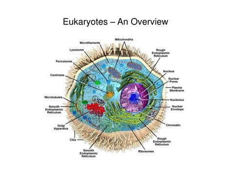 PPT Eukaryotes An Overview PowerPoint Presentation Free Download ID 3540664