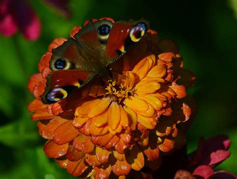 Фотографія Віктор Чернецкий Photographers Ua