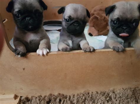 Pug Dog for sale Singapore. Pug Puppies buy, buy Pug Breeders, Pug Dogs ...