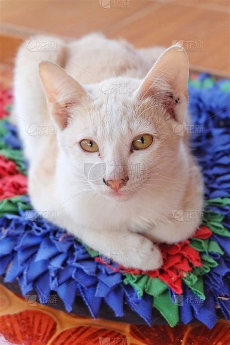 猫特写可爱的动物主题灰色肖像泰国哺乳纲猫科动物一只动物