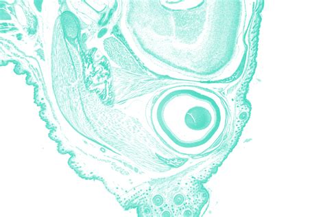 Histopathology Meaning