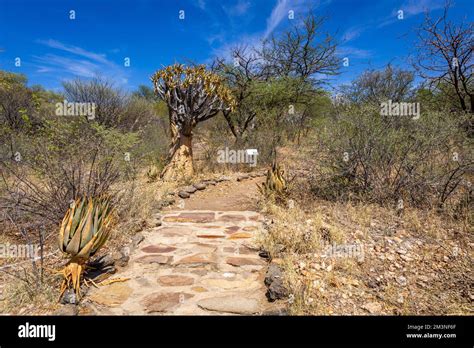 Nature Of Namibia Different Types Of Trees And Shrubs Found In Namibia