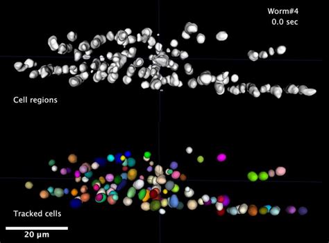 Figures And Data In 3deecelltracker A Deep Learning Based Pipeline For
