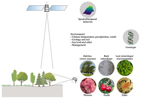 Tree Species Diversity Mapping—success Stories And Possible Ways Forward