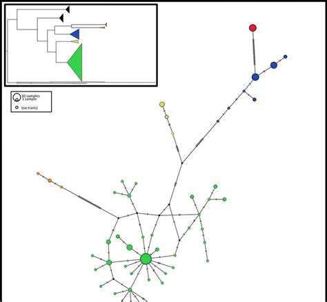 A Statistical Parsimony Tcs Method Haplotype Network Of The South East