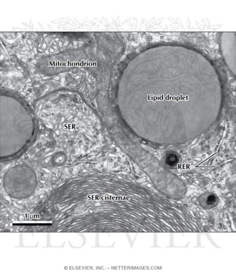Endoplasmic Reticulum Electron Micrograph Rough Endoplasmic Reticulum