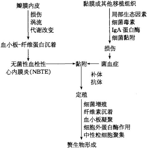 第一节 感染性心内膜炎 感染性病 医学