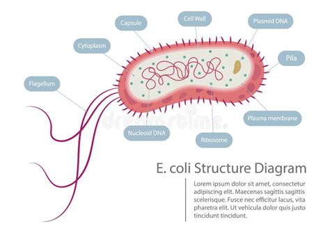 Escherichia Coli Shape