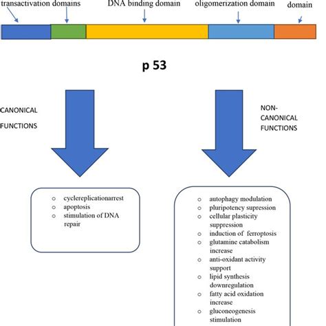 P53 Structure And Functions The Tp53 Protein Has Two N Terminal Download Scientific Diagram