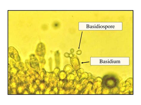 Ppt Common Fungal Spores Powerpoint Presentation Free Download Id