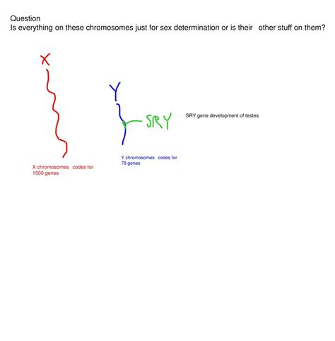 PPT Sex Determination PowerPoint Presentation Free Download ID 2343613