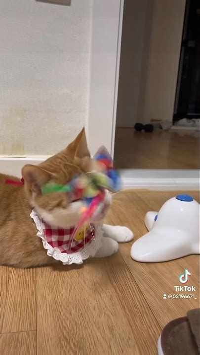 우리 집 고양이보다 멍청한 고양이 있냥 Youtube