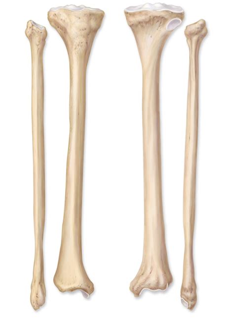 Tibia And Fibula Anatomy Diagram Quizlet