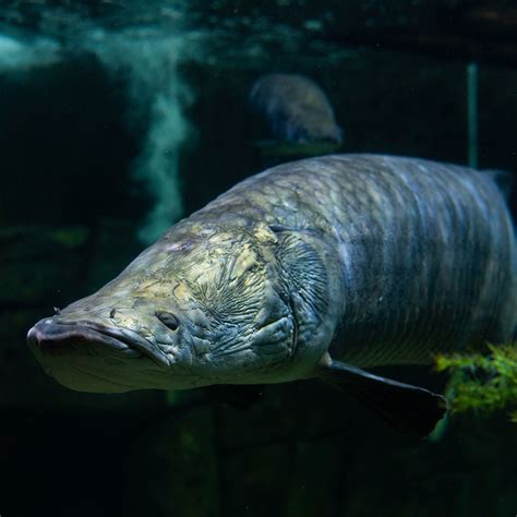 Arapaima The Living Planet Aquarium