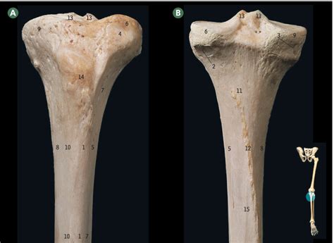 Diagram Of Left Tibia Proximal End Quizlet