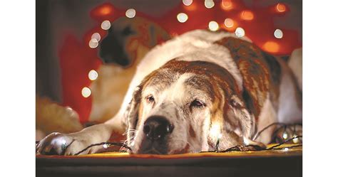 Безопасно посрещане на нова година с домашни любимци Български Фермер