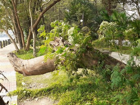 The Image Of A Fallen Tree Trunk Hive