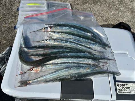 姫路サヨリのウキ釣り釣り人が多い朝が釣り易いです2022 1