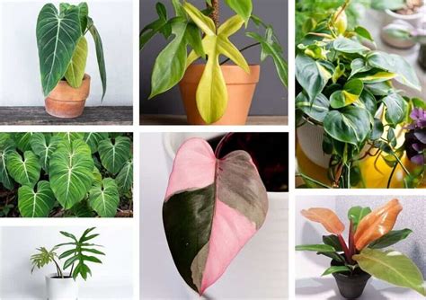 A Complete Guide To Philodendron Types Au