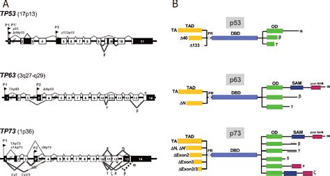 P53 Functional Loss Stemness And Hepatocellular Carcinoma