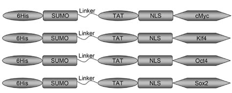 schematic representation of the four recombinant reprogramming proteins