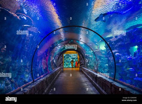 Shark Reef Aquarium Las Vegas Photos At Melinda Hawthorne Blog