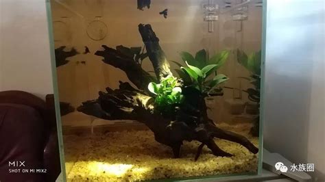 雷龙鱼缸用什么水草 养雷龙鱼用什么水草好 雷龙鱼喜欢什么水草 第17页 大山谷图库