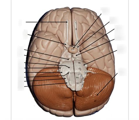 Brain Structures 1 Diagram Quizlet