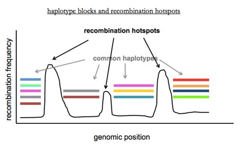 genetics 24 complex traits heritability and the genetics of