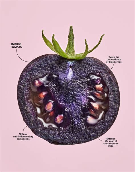 Examples Of Genetically Modified Organisms