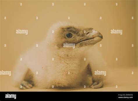 Young Bearded Vulture Gypaetus Barbatus Young Chick Taken From The