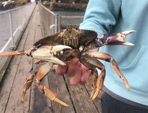 How To Go Crabbing On The Oregon Coast The Ultimate Guide The Wild