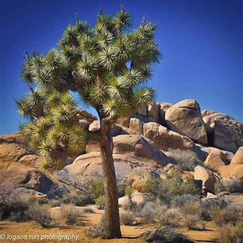 Growing And Caring For A Joshua Tree Bonsai Yucca Brevifolia Florgeous