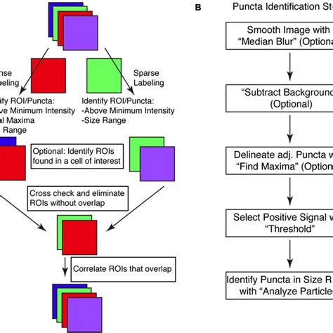Synapsej Identifies Putative Synaptic Contacts Through Identification