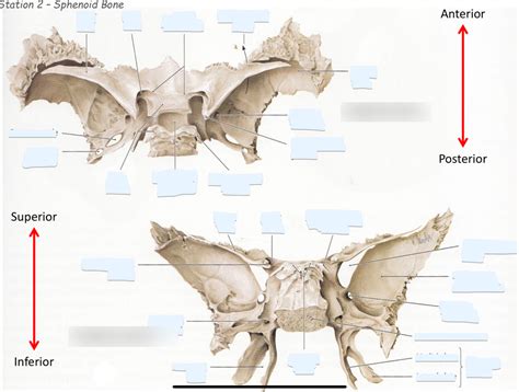 2 8 Superior And Posterior View Of Sphenoid Bone Diagram Quizlet