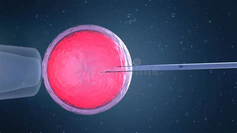 3d Rendering Ovum With Needle For Artificial Insemination Or In Vitro
