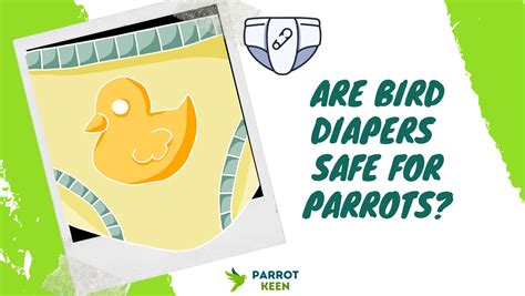 Bird Diapers Are Bird Diapers Safe For Parrots Parrotkeen