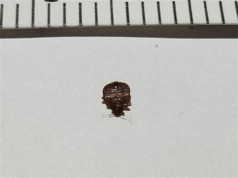 Is This A Bed Bug Located In A Townhouse In Newcastle Nsw Australia
